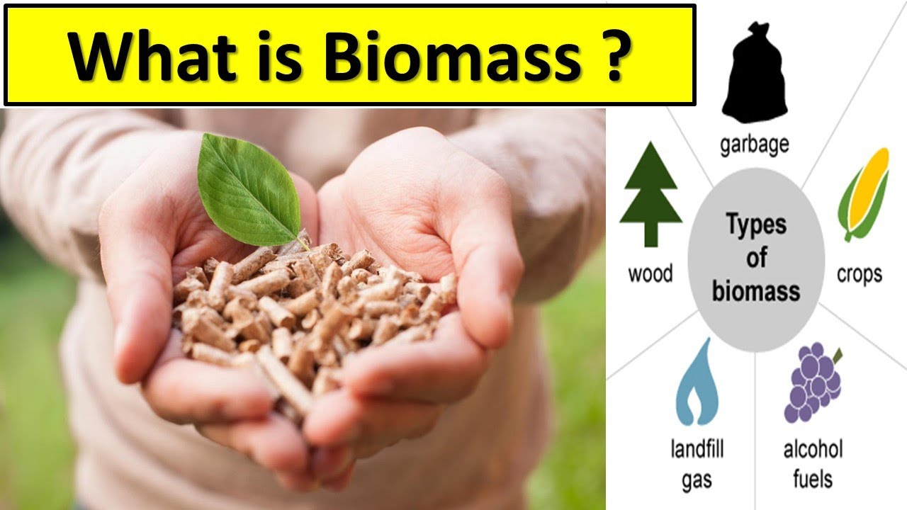 What Is Biomass Energy? Types, Advantages & Production