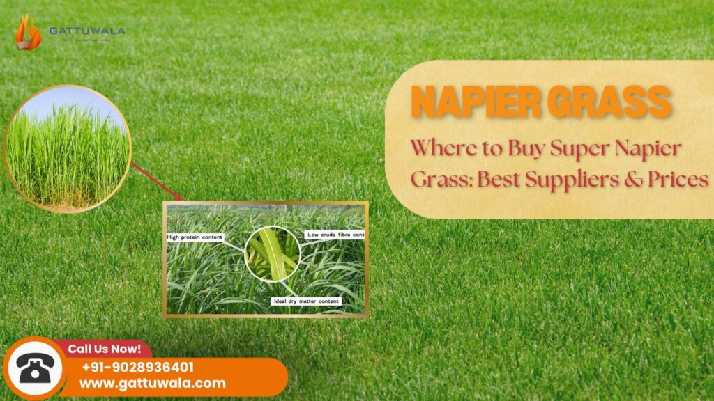 Where to Buy Super Napier Grass: Best Suppliers & Prices | Gattuwala